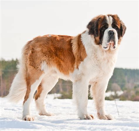 Saint Bernard The Ultimate Breed Guide 2020 Pups4Sale Breeders Links