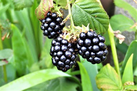 Can You Grow A Blackberry Bush From A Blackberry
