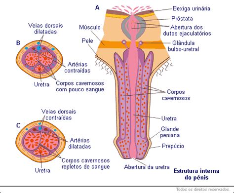Sistema Reprodutor Masculino Aula De Biologia Educabras The Best Porn