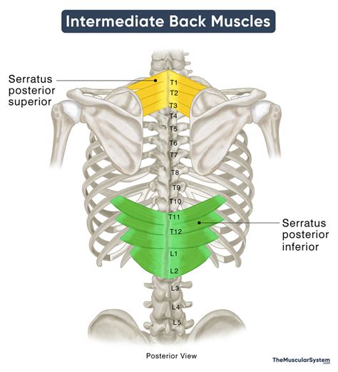 Back Muscles Extrinsic Intrinsic List Of Names Anatomy Diagram