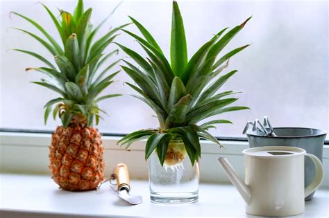 Comment faire pousser un ananas à partir du fruit Conseils malins