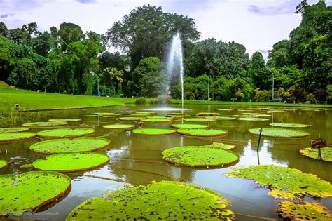 Kebun Raya Bogor Wisata Alam Terindah Di Indonesia
