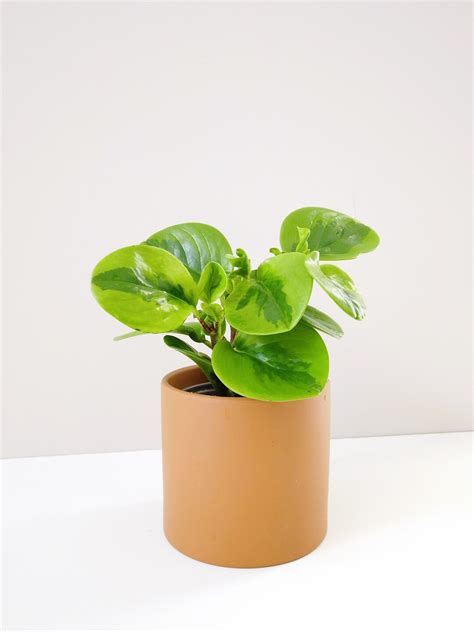 Peperomia Lemon Lime Peperomia Obtusifolia Variegated Baby Rubber Plant
