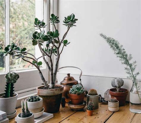Cómo cuidar a las suculentas 9 consejos para el cuidado de las plantas