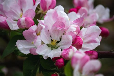 Árbol De Manzana Flores Foto gratis en Pixabay Pixabay