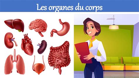 Apprendre Les Organes Internes Du Corps Humain Youtube