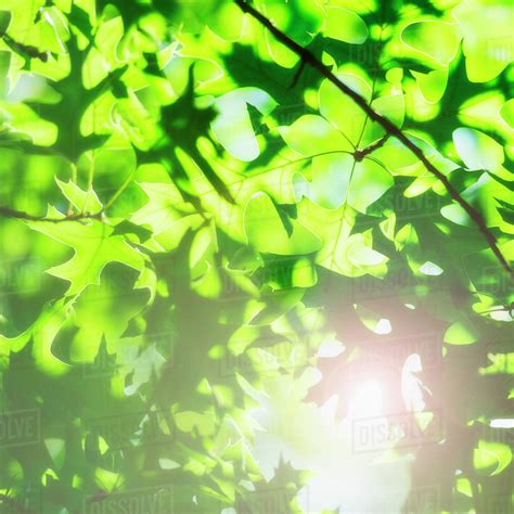 Sunlight Through Leaves