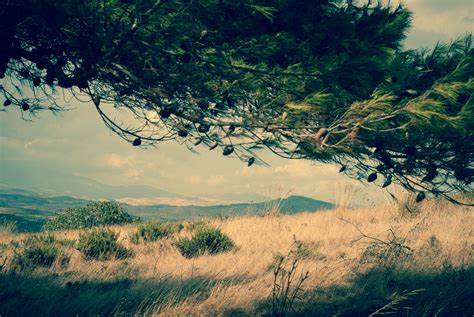 Papel de parede natureza Ecossistema vegetação céu árvore região