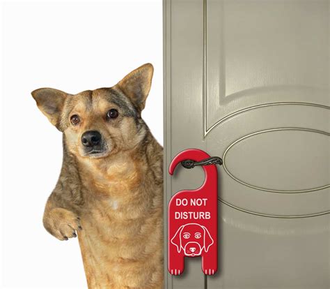 Il cane apre le porte come fa come impedirglielo e quando può servire