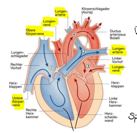 Anatomie Herz KL Gefässe Flashcards Quizlet