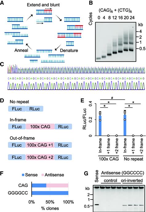 generation of long tandem repeats by repex pcr a schematic download scientific diagram