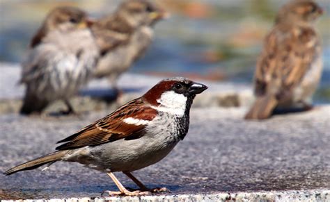 10 Besten Gartenvögel Sie Sehen Können Pet YOLO