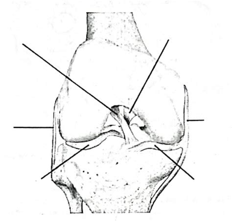 A P Knee Ligament Diagram Diagram Quizlet