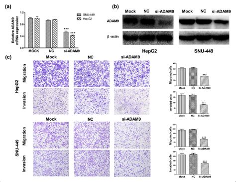 Effects Of ADAM9 Silencing On Migratory Potential And Invasiveness Of