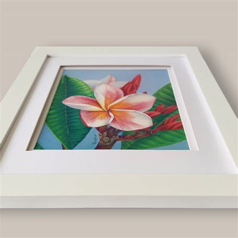Plumeria Colored Pencil Drawing Diana Ranstrom Art