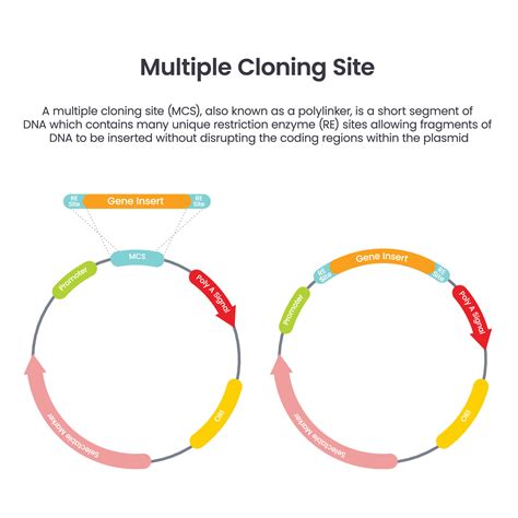 Plasmid Vector Multiple Cloning Sequence