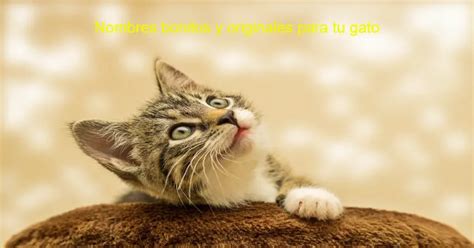 Los Nombres Para Gatos M S Bonitos Y Originales Un Nombre Para