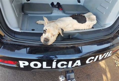 Animais vítimas de maus tratos são resgatados e dono será intimado