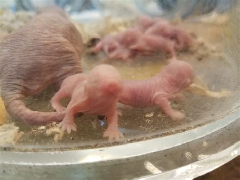 Cute Baby Moles