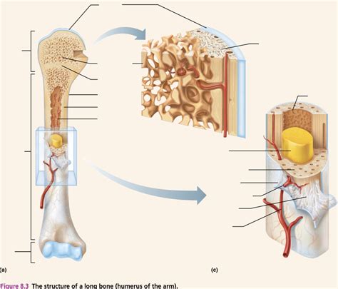 Long Bone Structure Diagram Quizlet