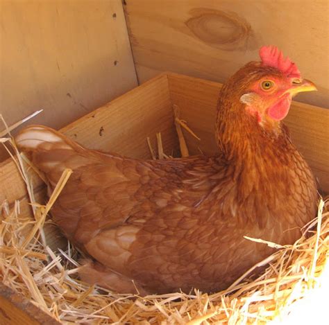 How Chickens Lay Eggs