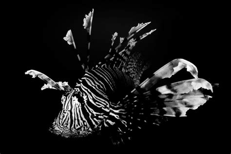 INTERVIEW Félix Ancey un photographe amoureux des profondeurs Mer