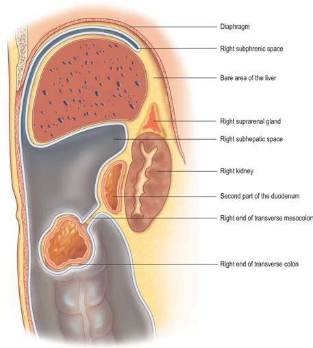 Peritoneum And Peritoneal Cavity Basicmedical Key