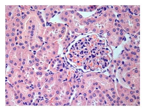 Histopathological Appearance Of Kidney H E Staining 400x A Control