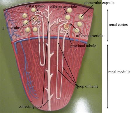 Label The Diagram Of Kidney And Nephron Below