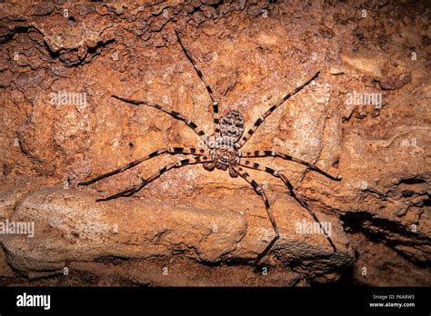 Huntsman Ara A Gigante Heteropoda Maxima Dentro De La Cueva En Nong