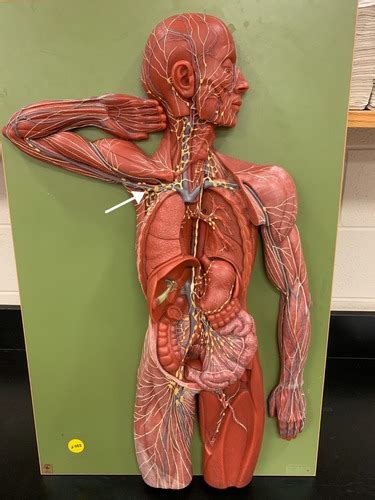 Unit 3 Lab Lymphatic System Flashcards Quizlet