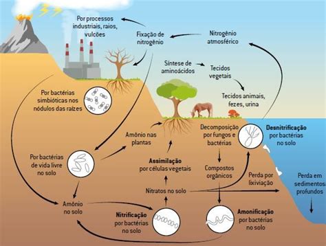 Ciclos Biogeoqu Micos Nitrog Nio Oxig Nio Carbono Gua Cola Da Web