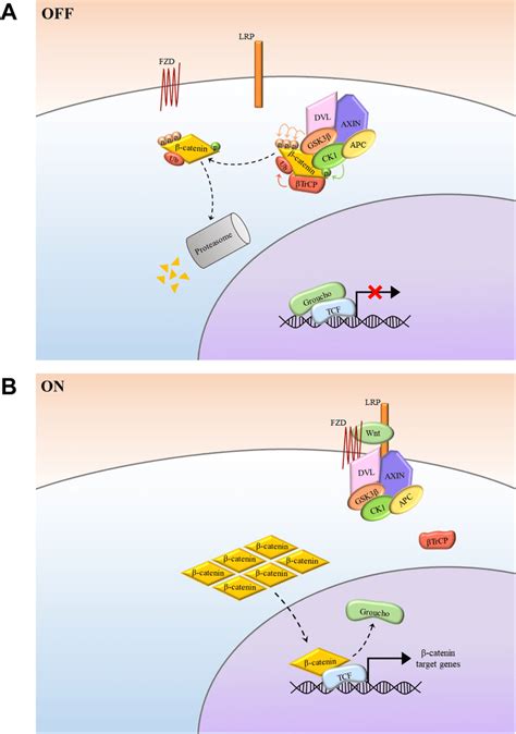 The Wnt β catenin signalling pathway a Wnt signalling OFF The absence