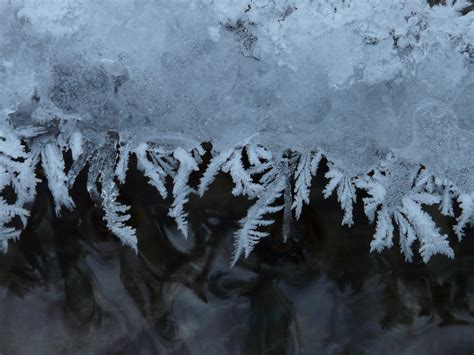 Kostenlose Foto Baum Natur Wald Ast Schnee Kalt Winter Frost