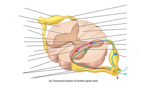 Spinal Cord Diagram Diagram Quizlet
