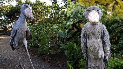 Aves Exoticas Mas Caras Del Mundo