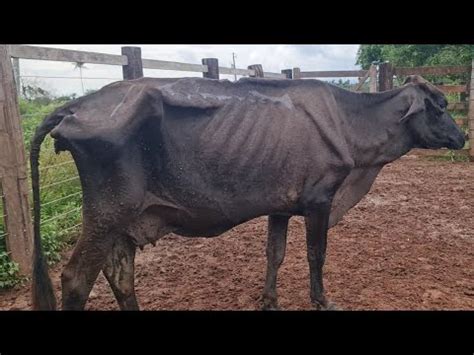 VACA EM SITUAÇÃO TRISTE SERÁ QUE ELA VAI SOBREVIVER YouTube