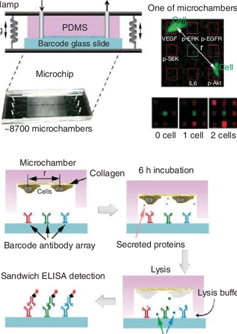 2 Microwell Arrays For Detecting Secreted Biomolecules A SCBC