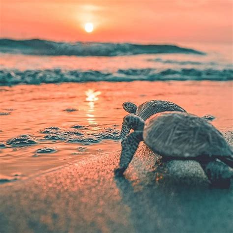 Cute Baby Sea Turtles Underwater