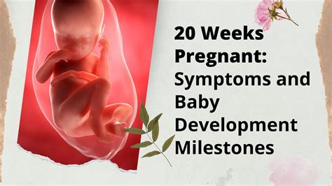 20 Weeks Pregnant Symptoms And Baby Development Milestones Health