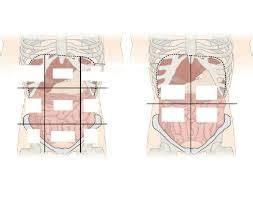 Abdominal Regions Part Diagram Quizlet