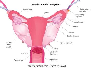 Detailed Female Reproductive System Diagram Stock Vector Royalty Free