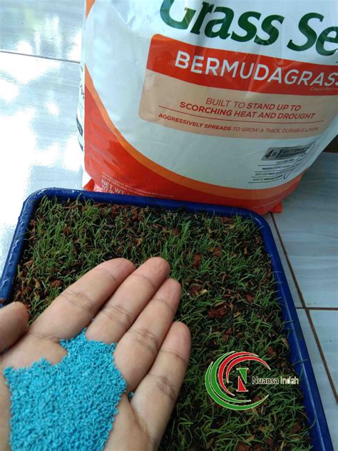 Jual Benih Rumput Bermuda Harga Bibit Rumput Bemuda Nuansa Indah