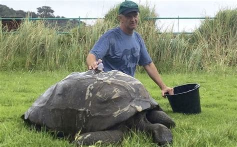 La tortuga más vieja del mundo toma su primer baño Quo