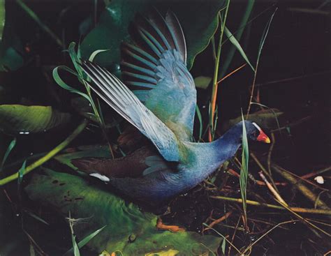 Eliot Porters Birds Amon Carter Museum Of American Art
