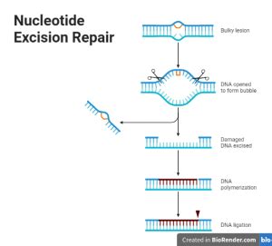 DNA Repair Mechanisms Definition Types Regulations Applications