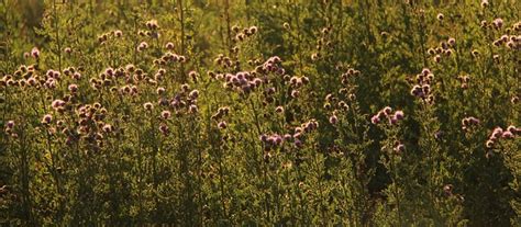 Natureza Relva Exterior Meio Foto Gratuita No Pixabay Pixabay