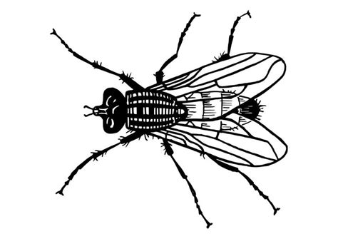Coloriage mouche Coloriages Gratuits à Imprimer Dessin 29798