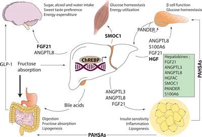 Frontiers New Insights Into The Inter Organ Crosstalk Mediated By ChREBP