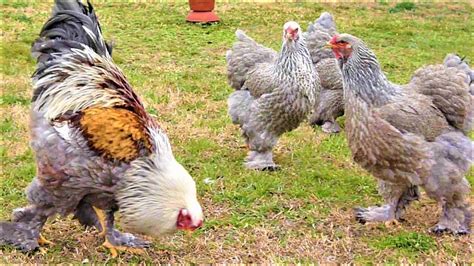 CHICKEN BREEDS BRAHMA BSO FAMYLI FEEDING GRASS IN THE BACKYARD YouTube